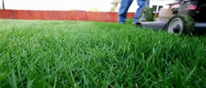 When to Mow New Grass From Seed » Turf Mechanic