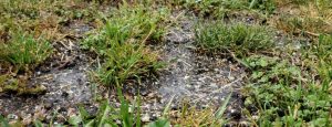 Can You Overwater Grass Seed? » Turf Mechanic