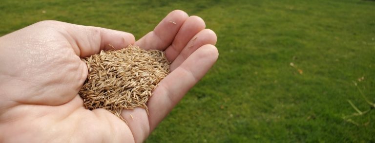 How Much Grass Seed Do You Need Per Square Foot? Application Rate Chart ...