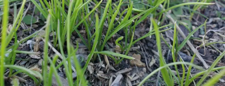 When Is It Too Late To Plant Grass Seed? (Spring or Fall) » Turf Mechanic