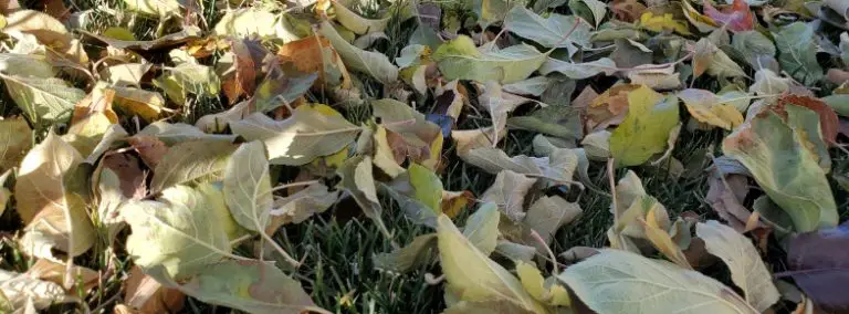 Is Leaf Litter Good For The Soil In Your Lawn? » Turf Mechanic