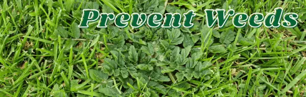 Best Pre-Emergents for Weed Prevention » Turf Mechanic