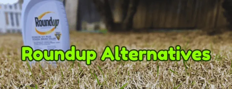 Your Best Alternatives To Using Roundup » Turf Mechanic